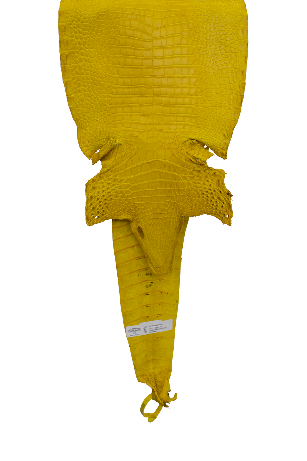 American Alligator – AMTAN